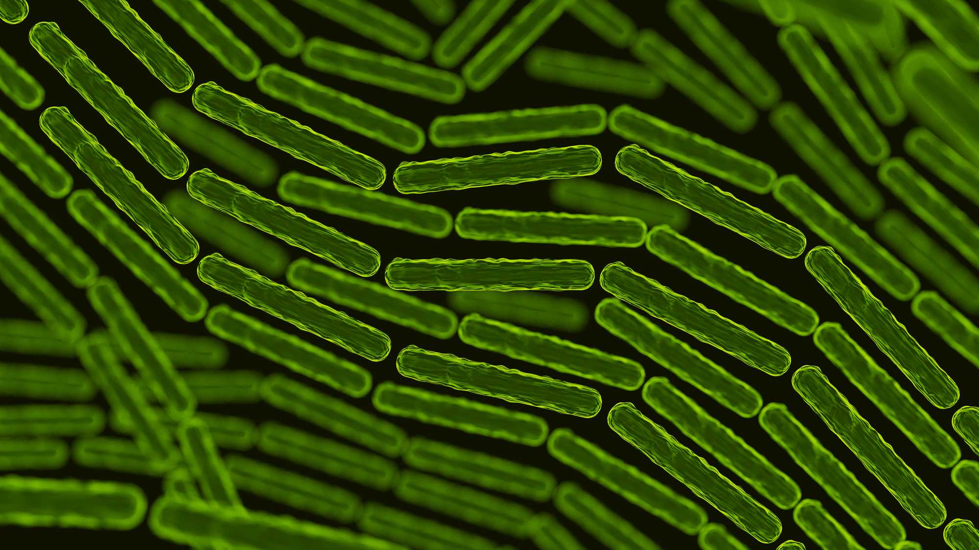 Penarikan Produk Akibat Bakteri Bacillus cereus - Prodia OHI